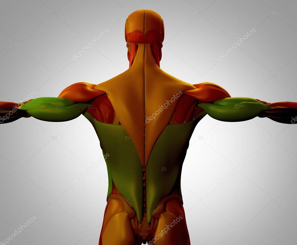 Menselijke Rugspieren Mannelijke Torso Rugspieren — Stockfoto