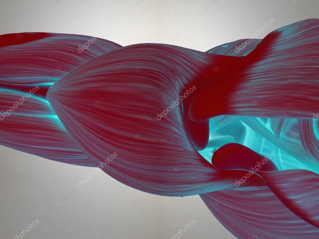 Human muscles anatomy model — Stock Photo © AnatomyInsider #128996512