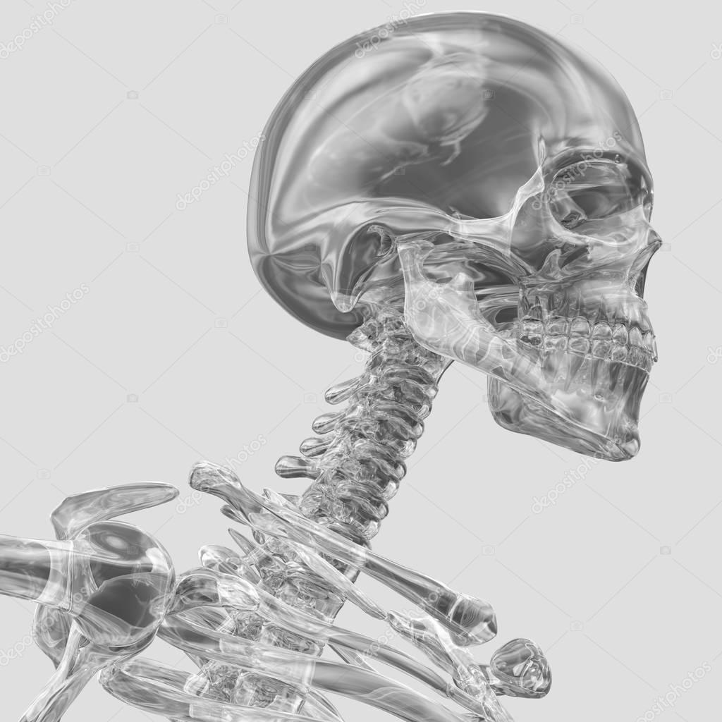 Human skull model Stock Photo by ©AnatomyInsider 128997428