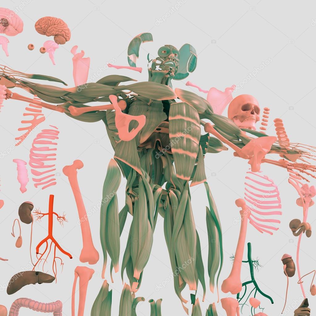 Male anatomy model Stock Photo by ©AnatomyInsider 128997930