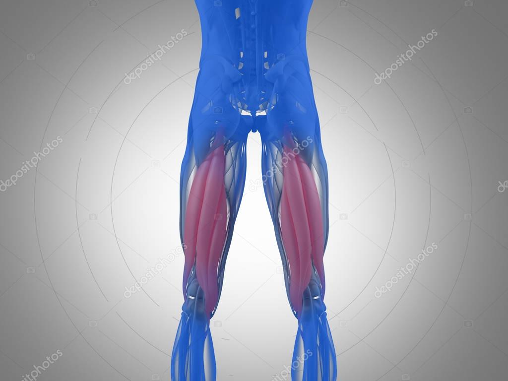 Hamstring muscle group anatomy model ⬇ Stock Photo, Image by ...