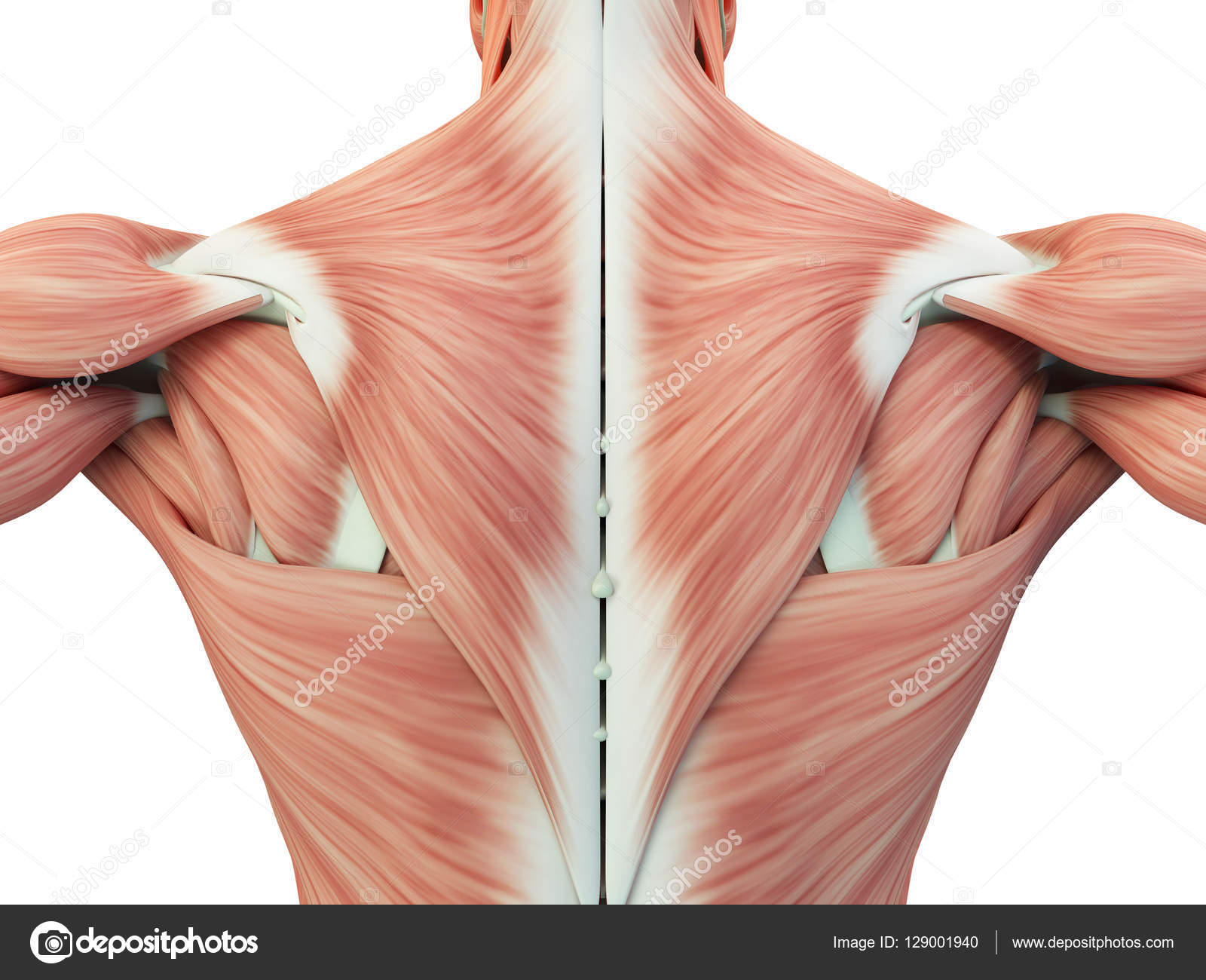 Male Back Anatomy