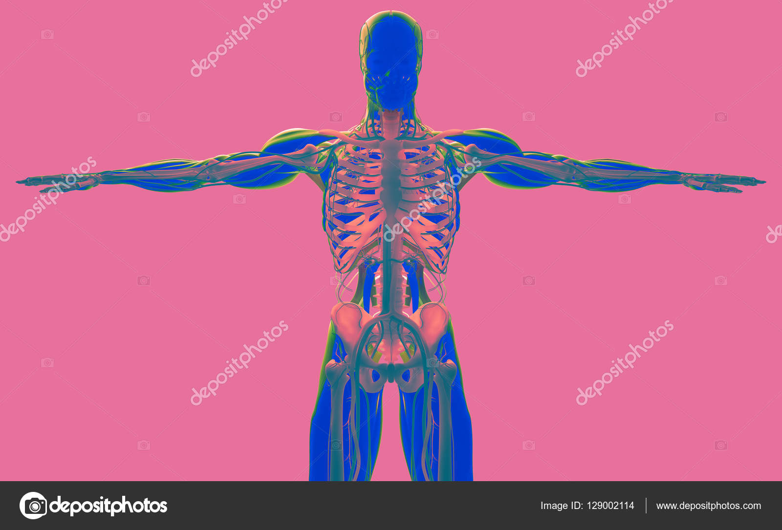 Human anatomy model Stock Photo by ©AnatomyInsider 129002114