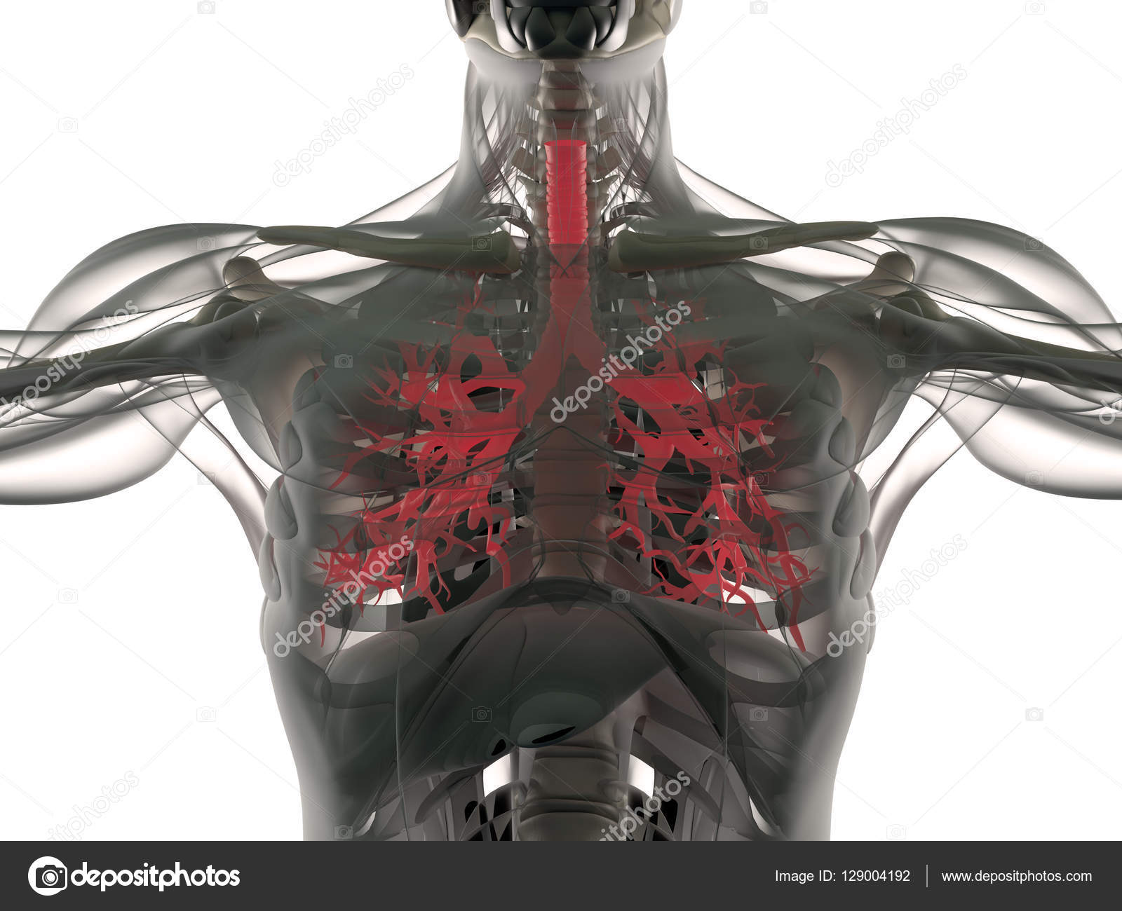 Anatomiemodell des menschlichen Bronchus - Stockfotografie: lizenzfreie ...