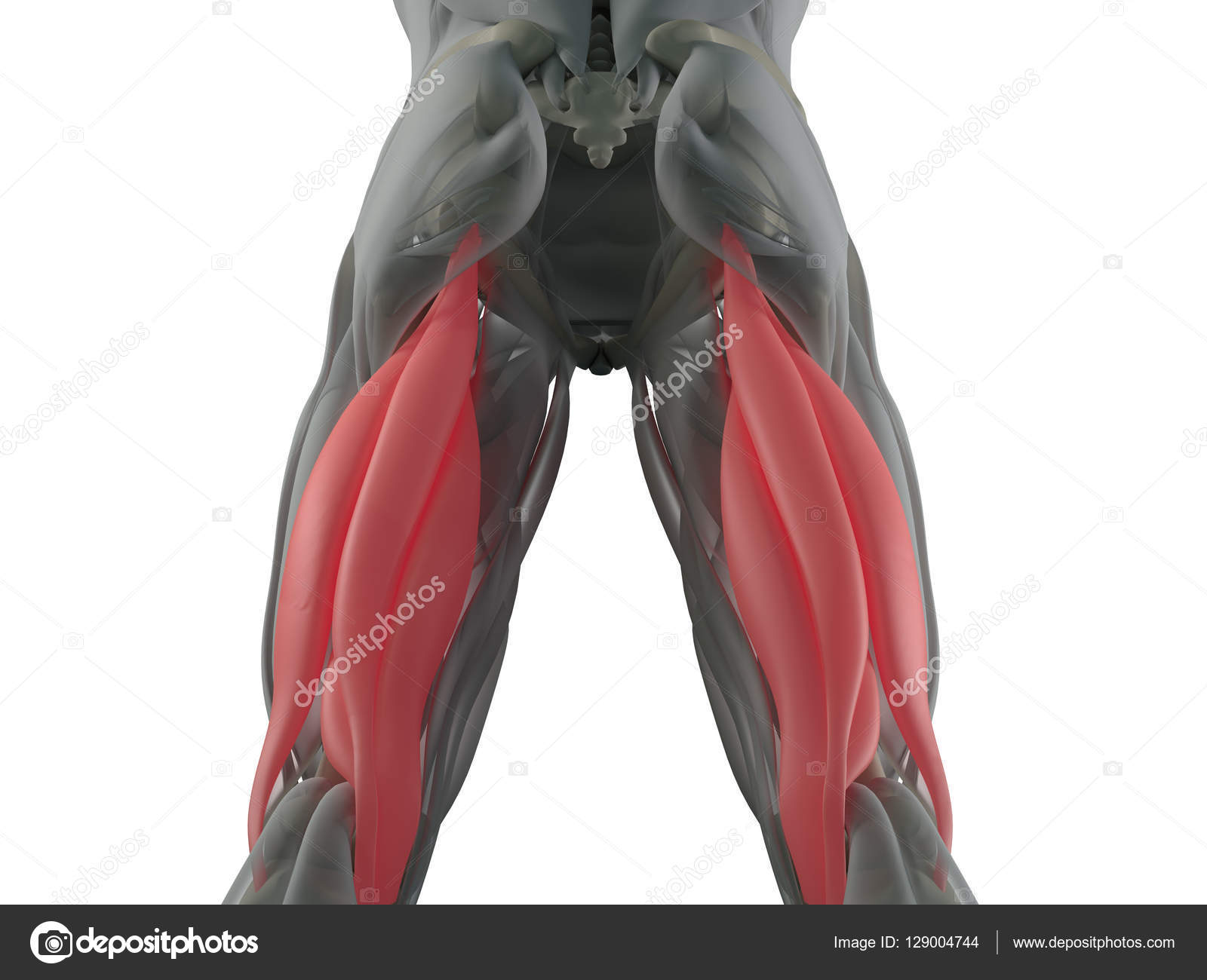 Hamstring muscle group anatomy model Stock Photo by ©AnatomyInsider ...