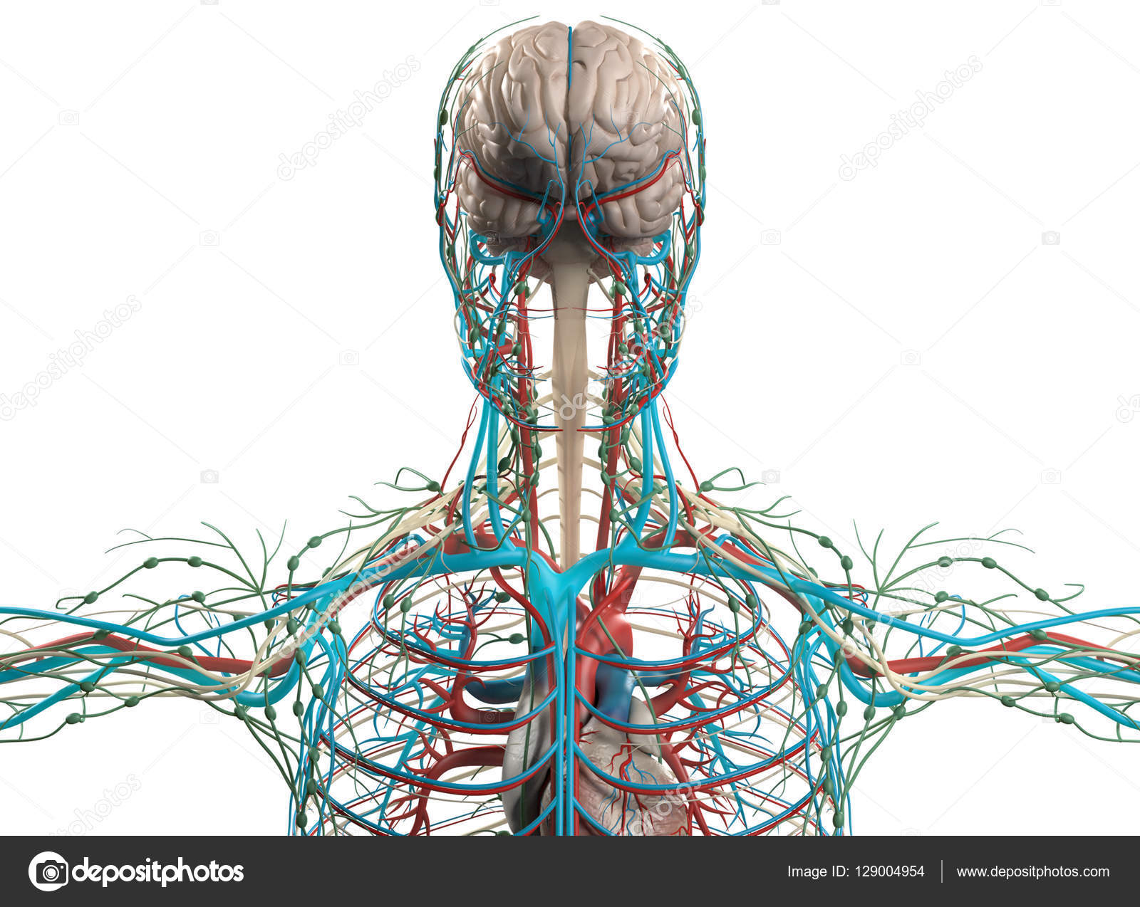 Vascular System Brain