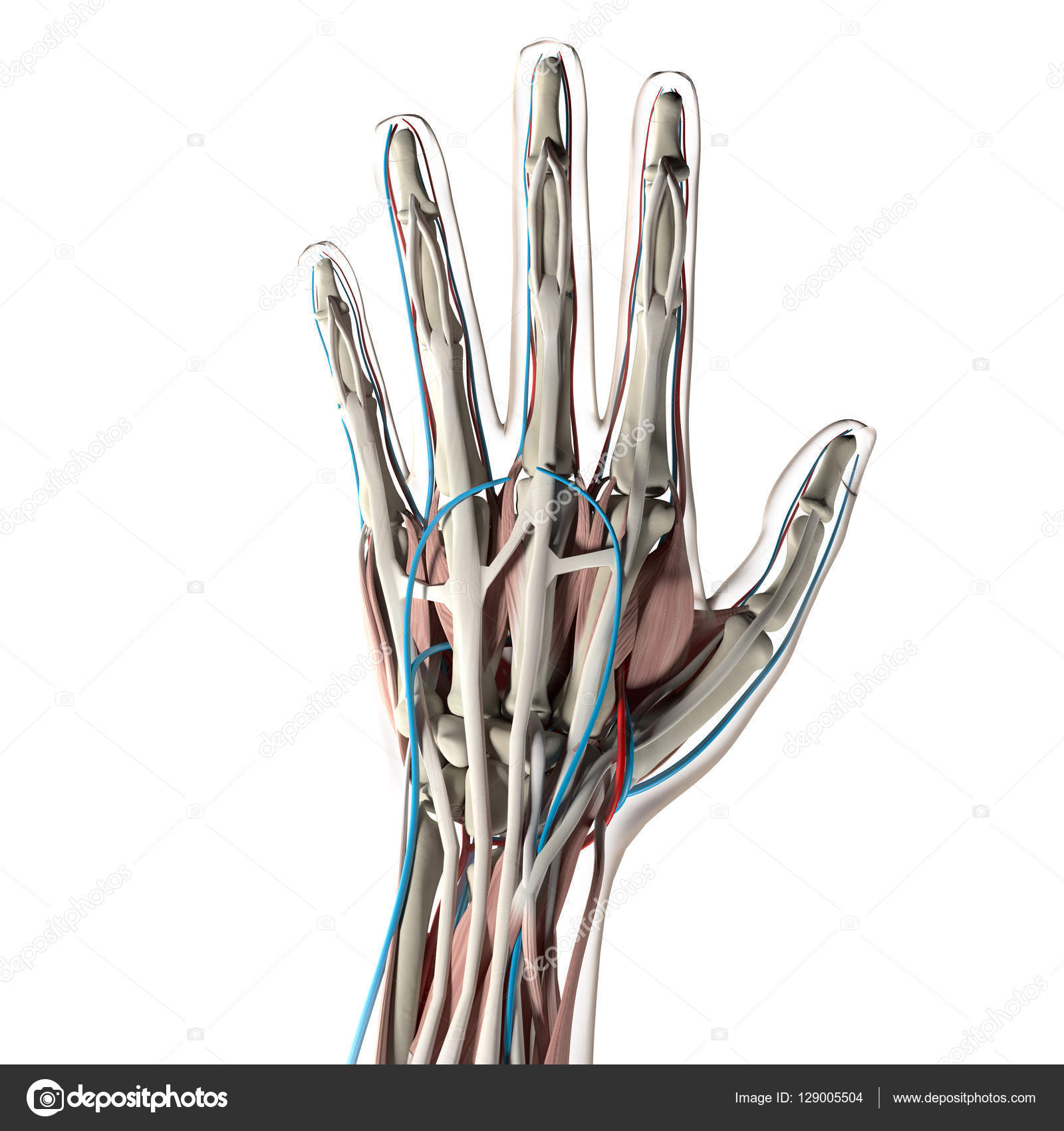 Modelo de anatomía de la mano humana: fotografía de stock ...