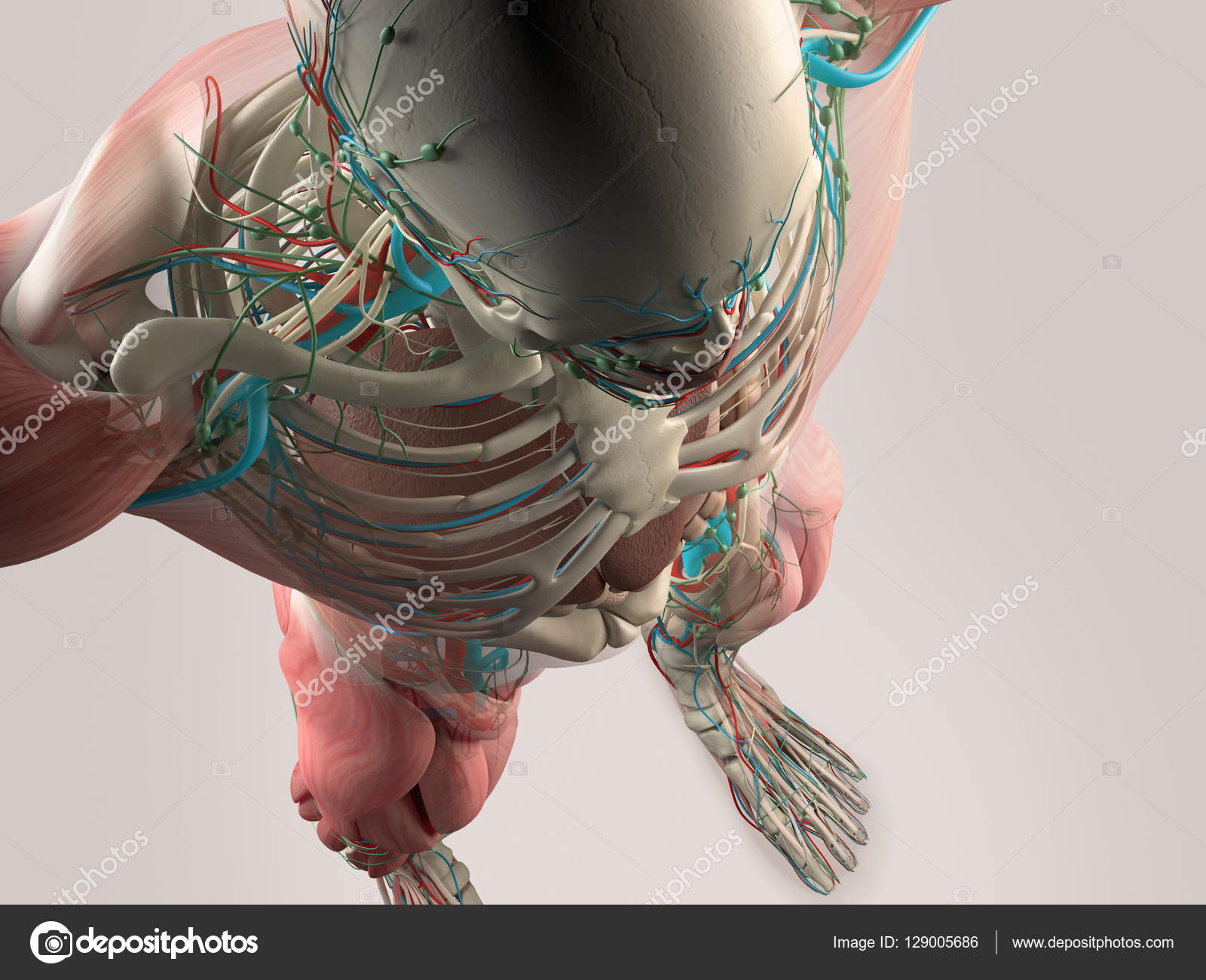 Human shoulder anatomy model Stock Photo by ©AnatomyInsider 129005686