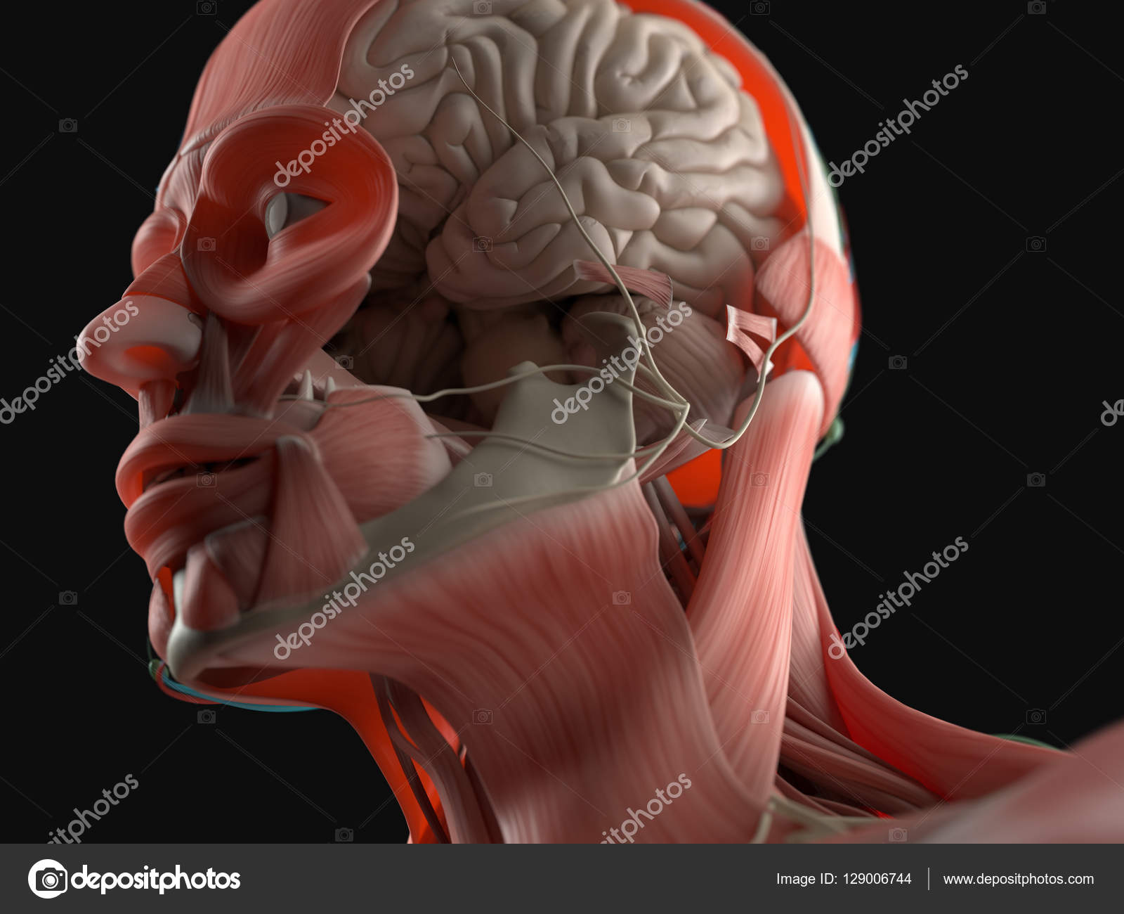 Human Head Anatomy Model