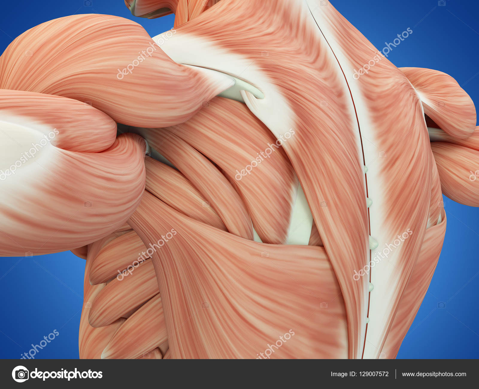 Human muscles anatomy model Stock Photo by ©AnatomyInsider 129007572