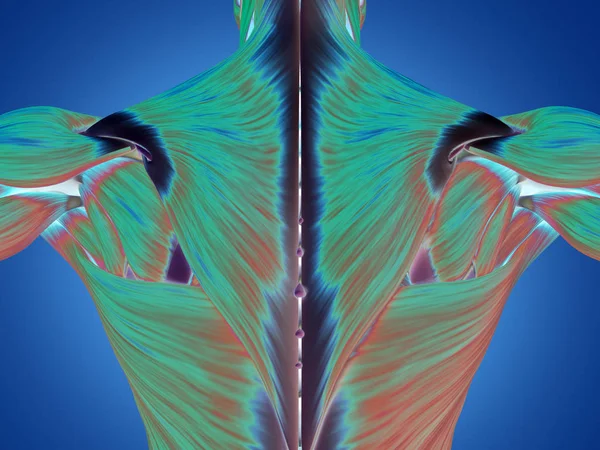 Male torso back muscles — Stock Photo © AnatomyInsider #129003916