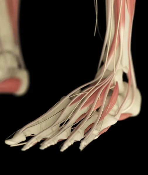 Human feet anatomy model — Stock Photo © AnatomyInsider #128993428