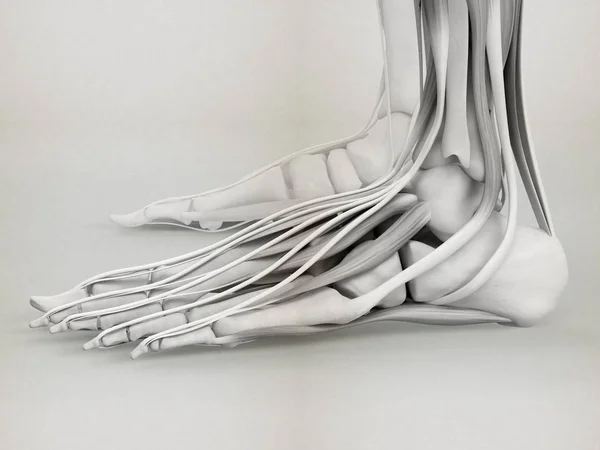 Human feet anatomy model Stock Photo by ©AnatomyInsider 129018894