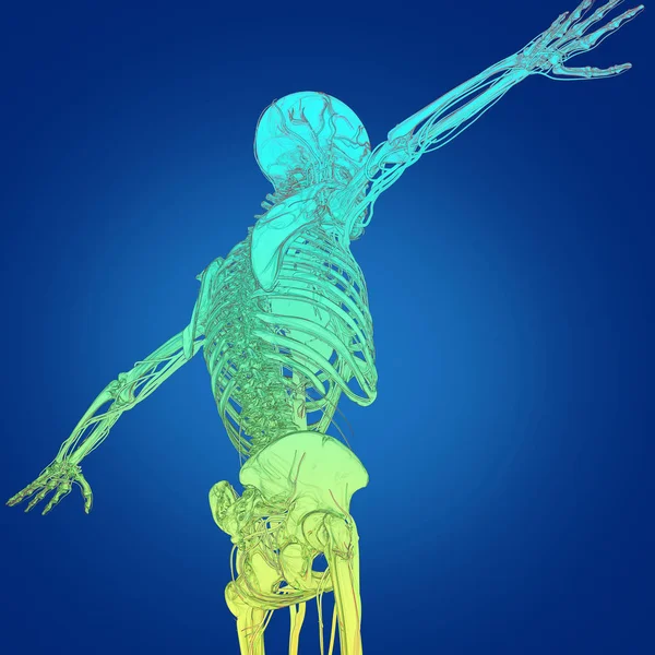 Human anatomy exploded view Stock Photo by ©AnatomyInsider 128992682