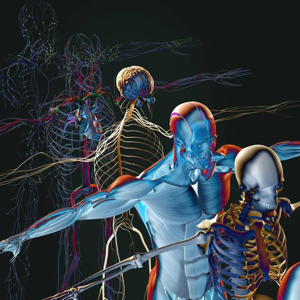 Human anatomy exploded view — Stock Photo © AnatomyInsider #128992682