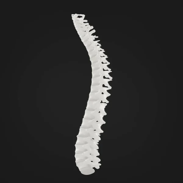 Human spine model Stock Photo by ©AnatomyInsider 128998678