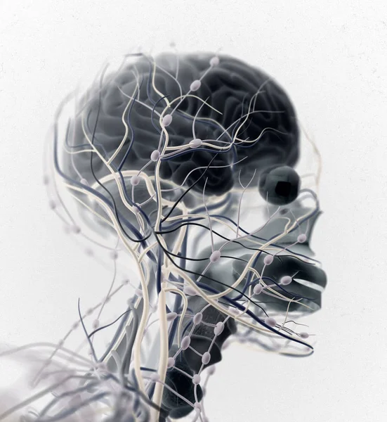 Human brain impulse system Stock Photo by ©AnatomyInsider 129013792