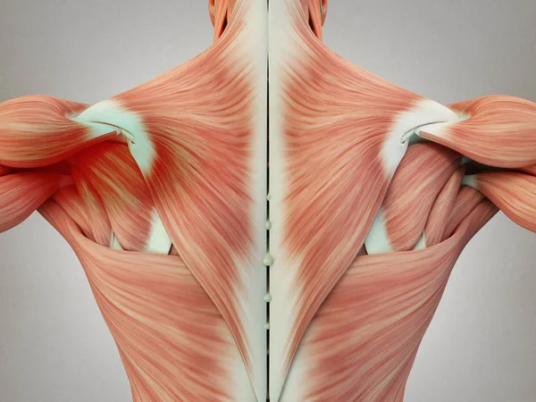 Male torso back muscles — Stock Photo © AnatomyInsider #129003916