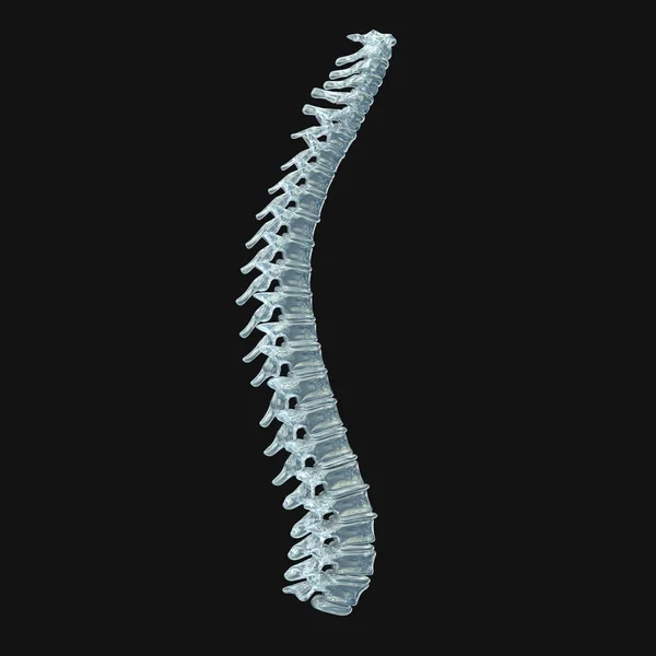 Human spine model — Stock Photo © AnatomyInsider #129002804