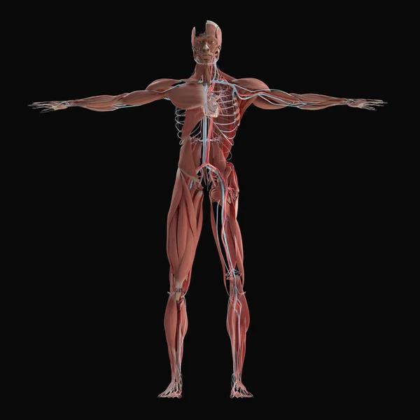 Muscular and vascular system anatomy model — Stock Photo ...