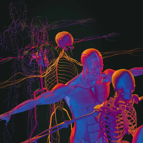 Human anatomy exploded view Stock Photo by ©AnatomyInsider 129010772