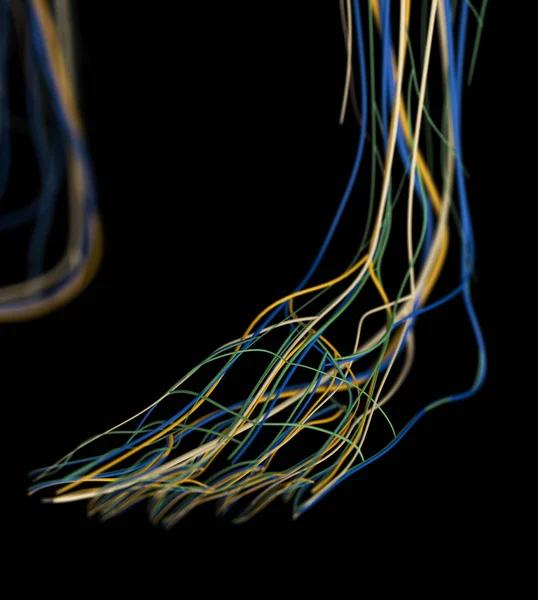 Foot arteries and lymphatic system - Stock Image - Everypixel