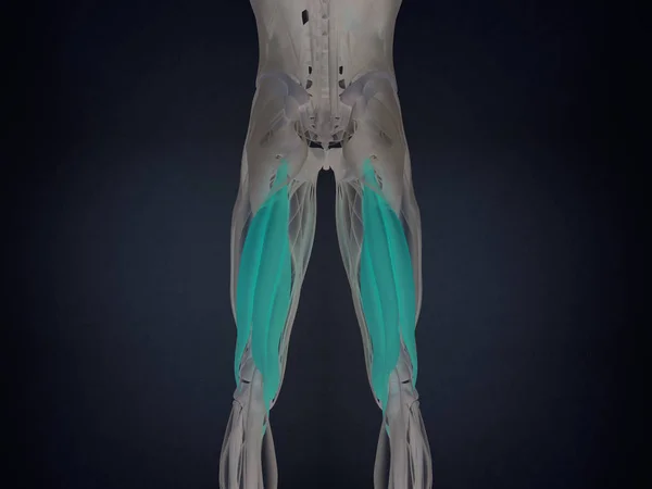 Hamstring muscle group anatomy model Stock Photo by ©AnatomyInsider ...