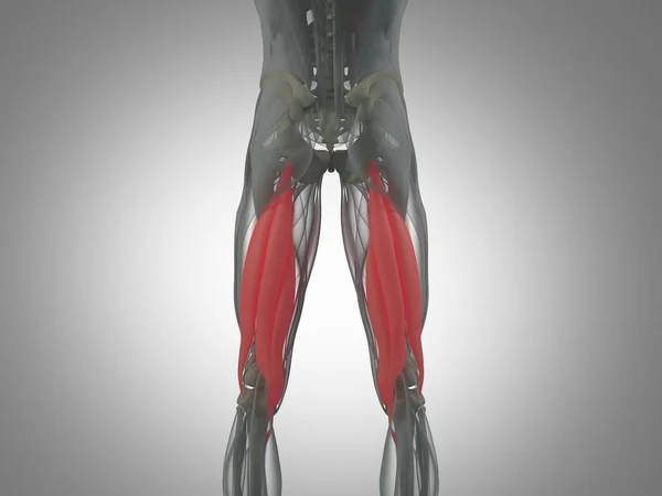 Hamstring muscle group anatomy model Stock Photo by ©AnatomyInsider ...