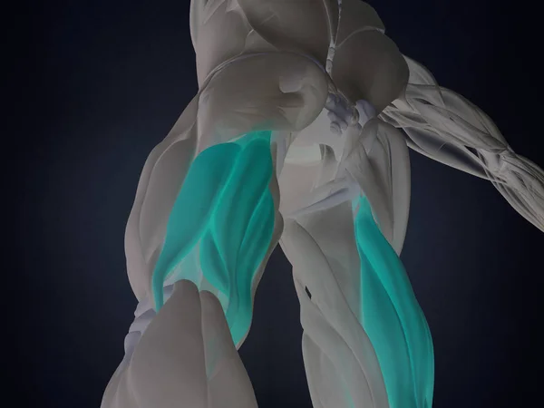 Hamstring muscles Images - Search Images on Everypixel