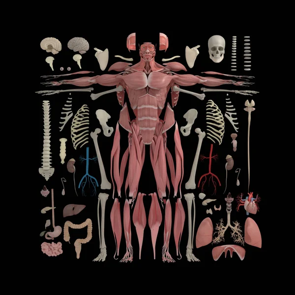 Human anatomy models and posters Stock Photos, Royalty Free Human ...