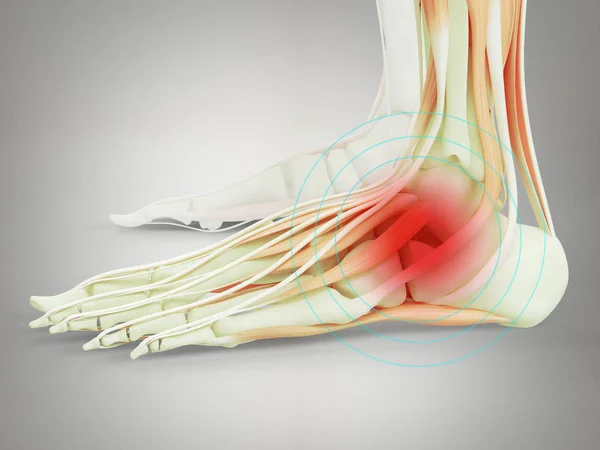 Human feet anatomy model — Stock Photo © AnatomyInsider #128993428