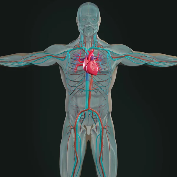 Human anatomy model Stock Photo by ©AnatomyInsider 129000110