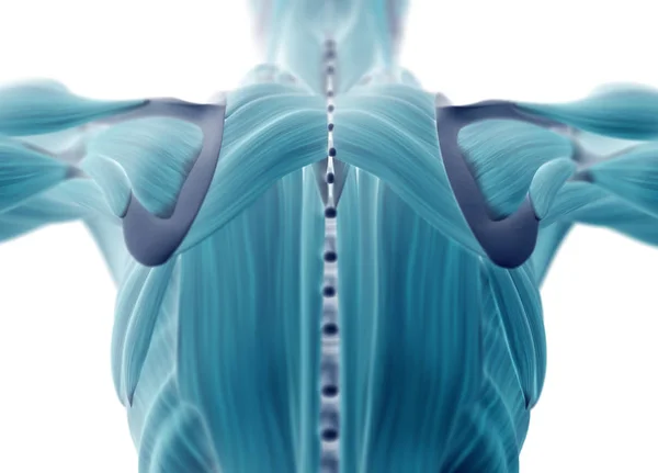 Human back anatomy model — Stock Photo © AnatomyInsider #129012702