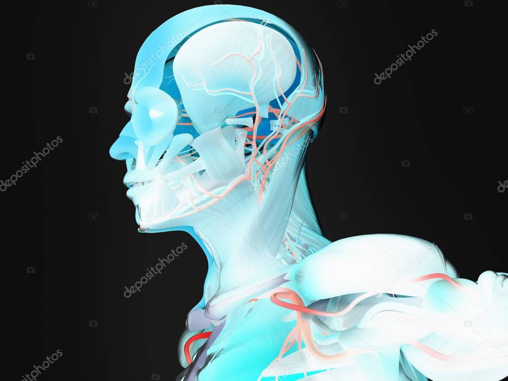 Human head anatomy model — Stock Photo © AnatomyInsider #129000674