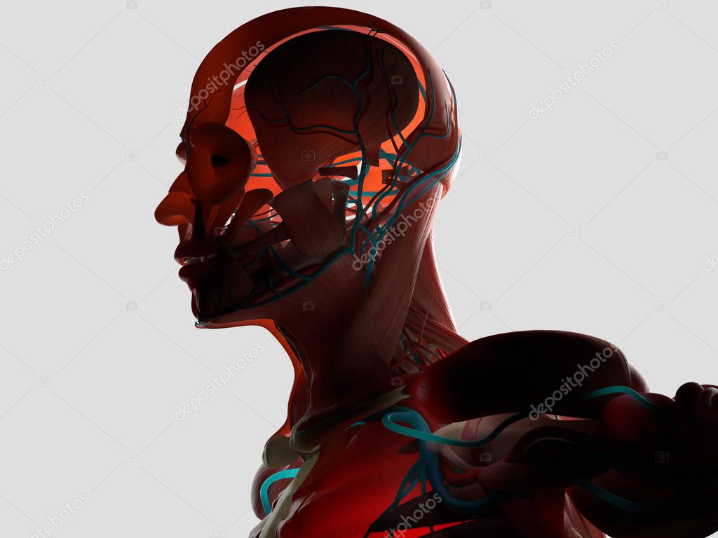 Human head anatomy model Stock Photo by ©AnatomyInsider 129001466