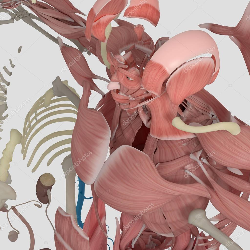 Male anatomy model — Stock Photo © AnatomyInsider #129001908