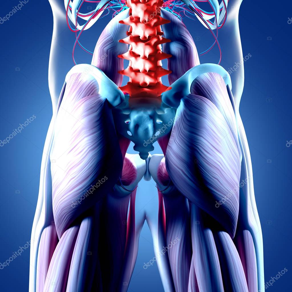 Human spine and pelvis anatomy model Stock Photo by ©AnatomyInsider ...