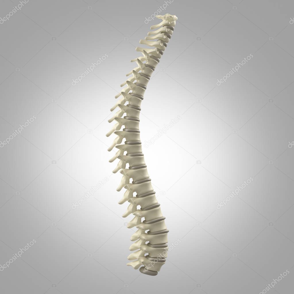 Human spine model — Stock Photo © AnatomyInsider #129002804