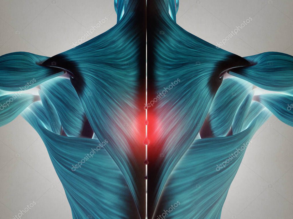 Male torso back muscles — Stock Photo © AnatomyInsider #129003916