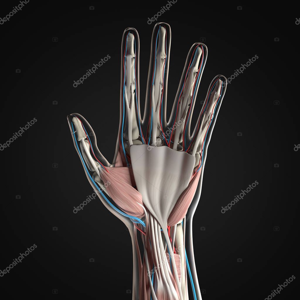 Human hand anatomy model Stock Photo by ©AnatomyInsider 129005578