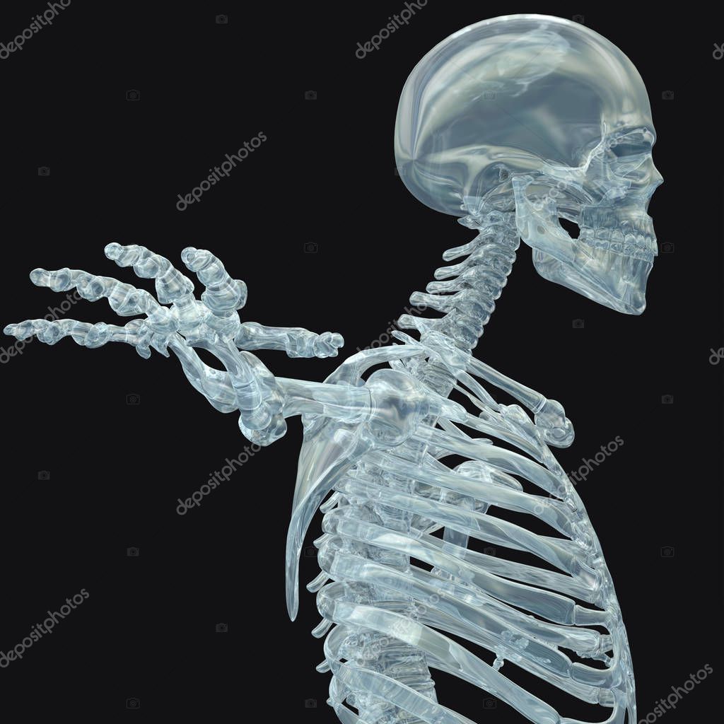 Human skeleton anatomy model Stock Photo by ©AnatomyInsider 129006274