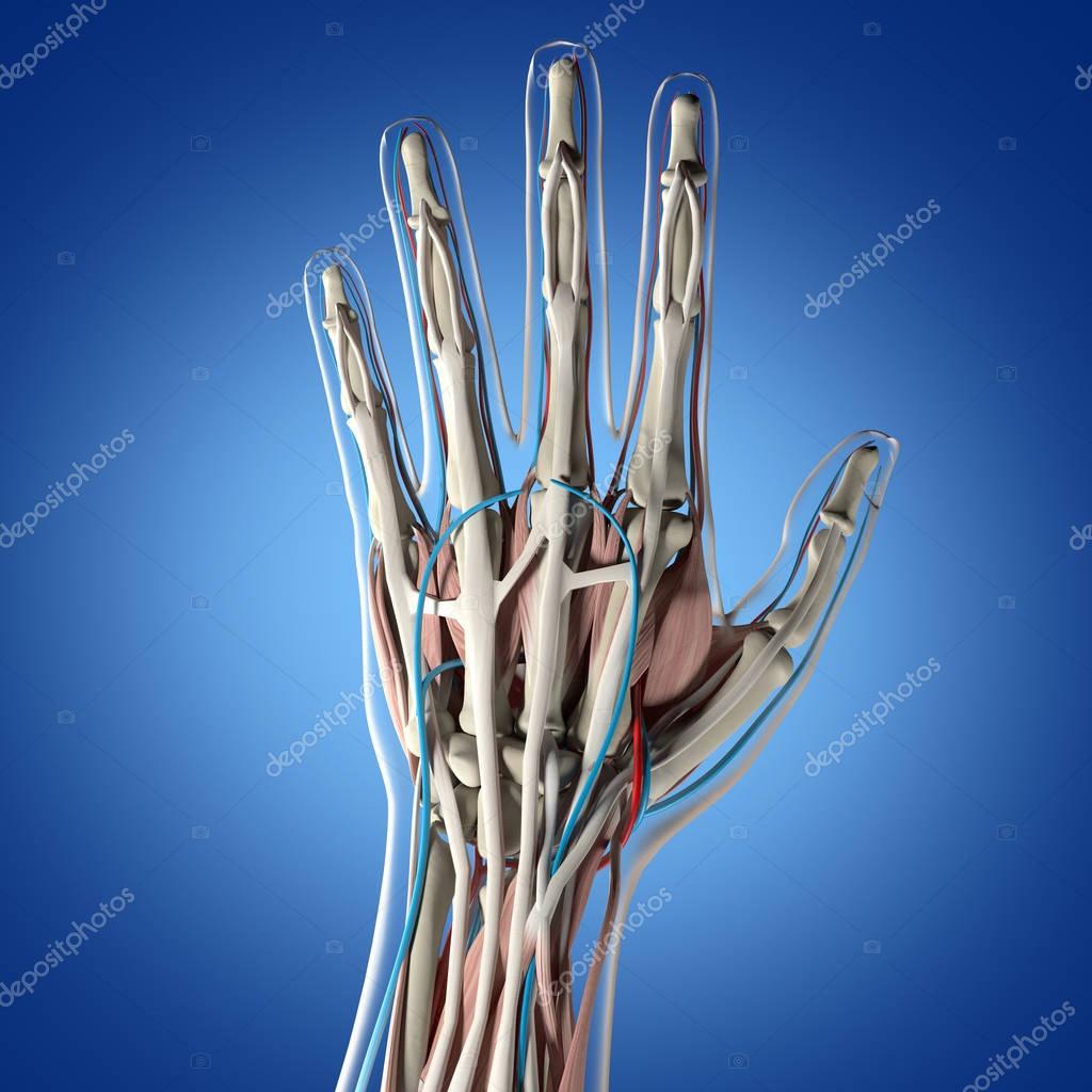 Anatomie De La Main Humaine