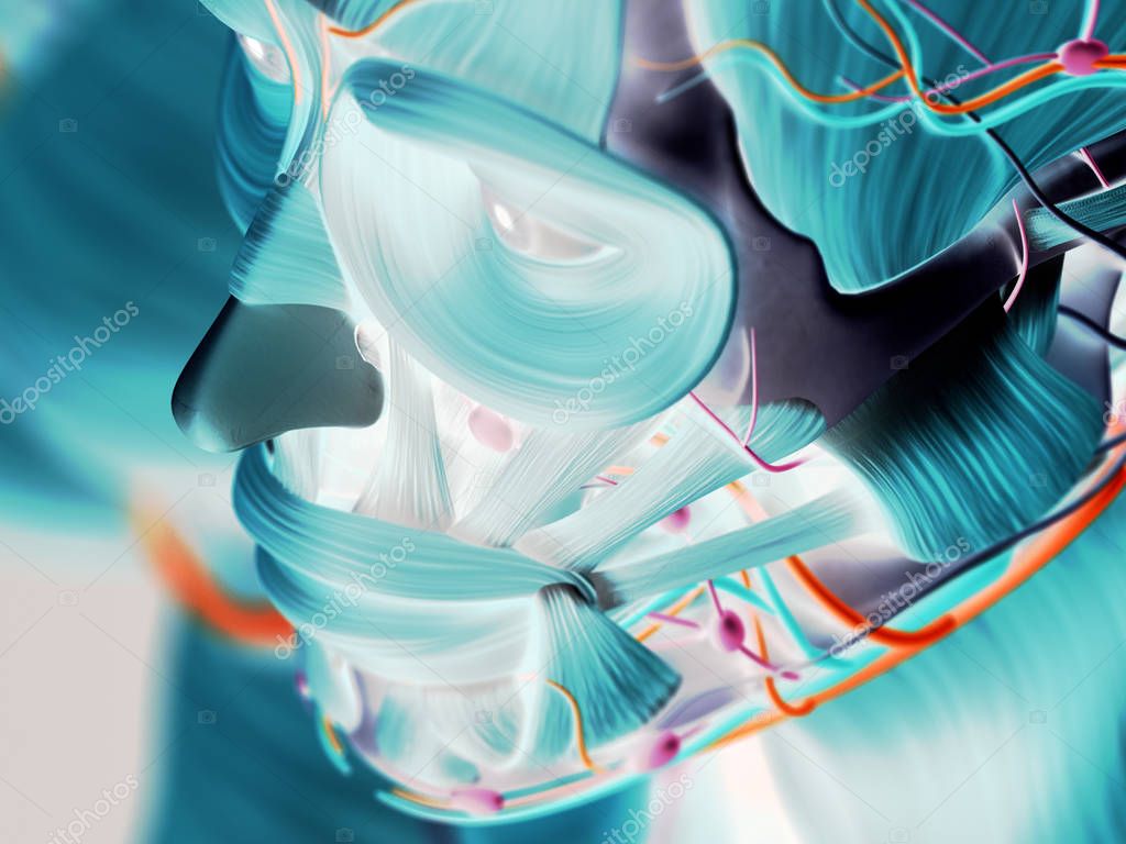 Human head anatomy model Stock Photo by ©AnatomyInsider 129007766