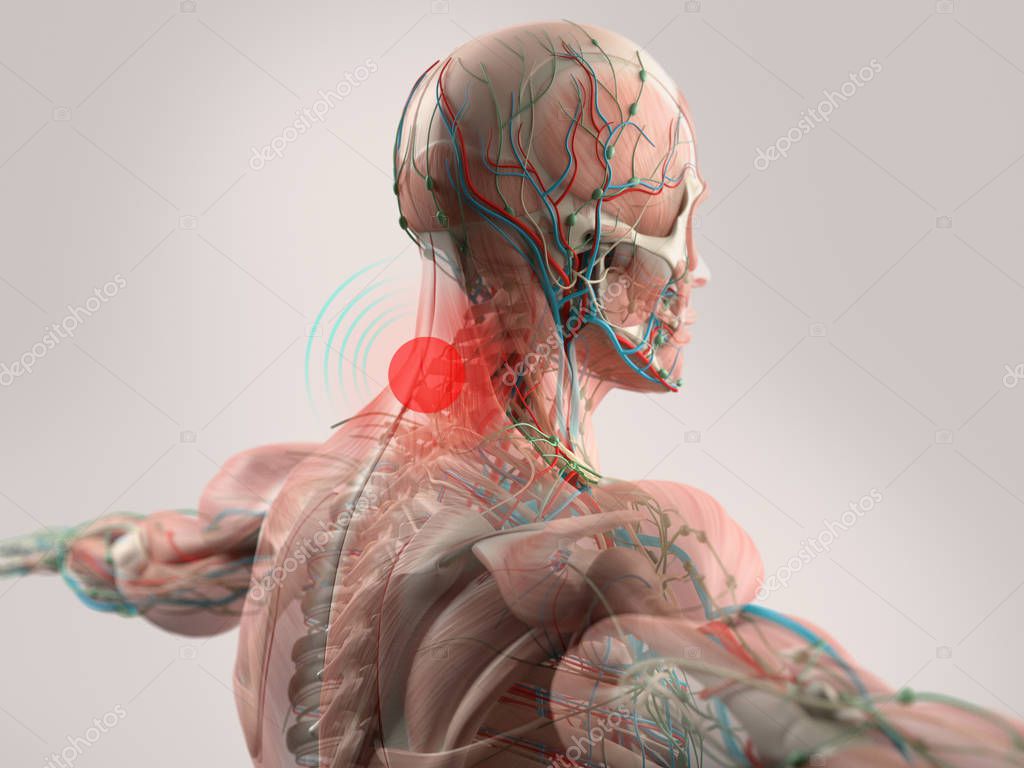 Modelo de anatomía de espalda humana — Foto de stock © AnatomyInsider ...