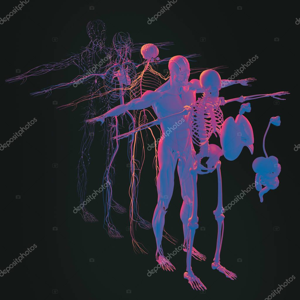 Human anatomy exploded view Stock Photo by ©AnatomyInsider 129009242