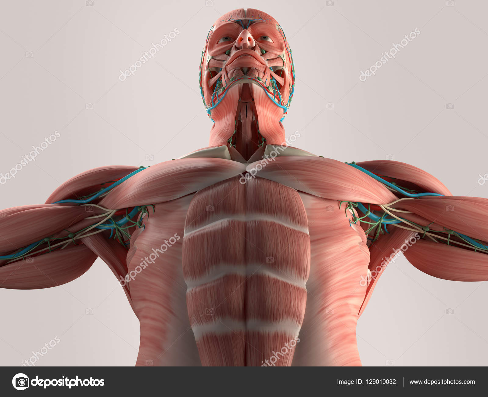 Modelo de anatomía del torso humano: fotografía de stock ...