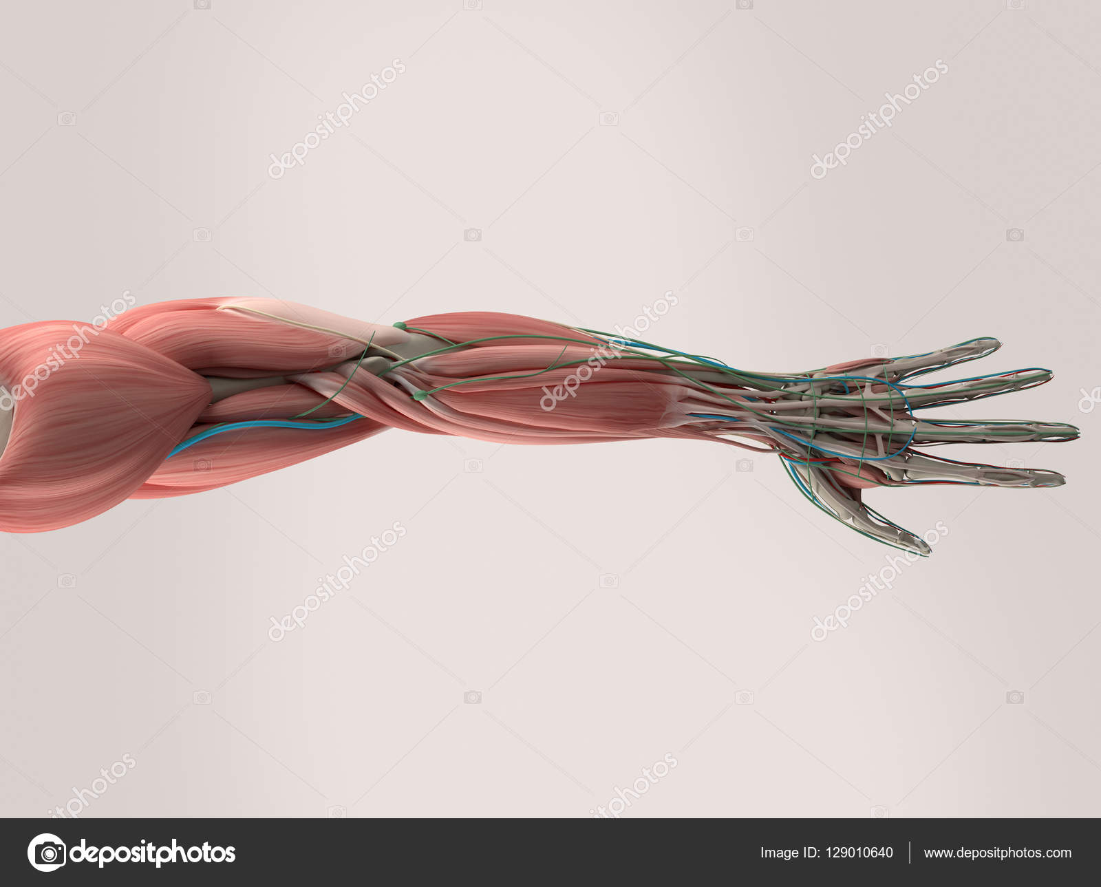Human arm anatomy model Stock Photo by ©AnatomyInsider 129010640