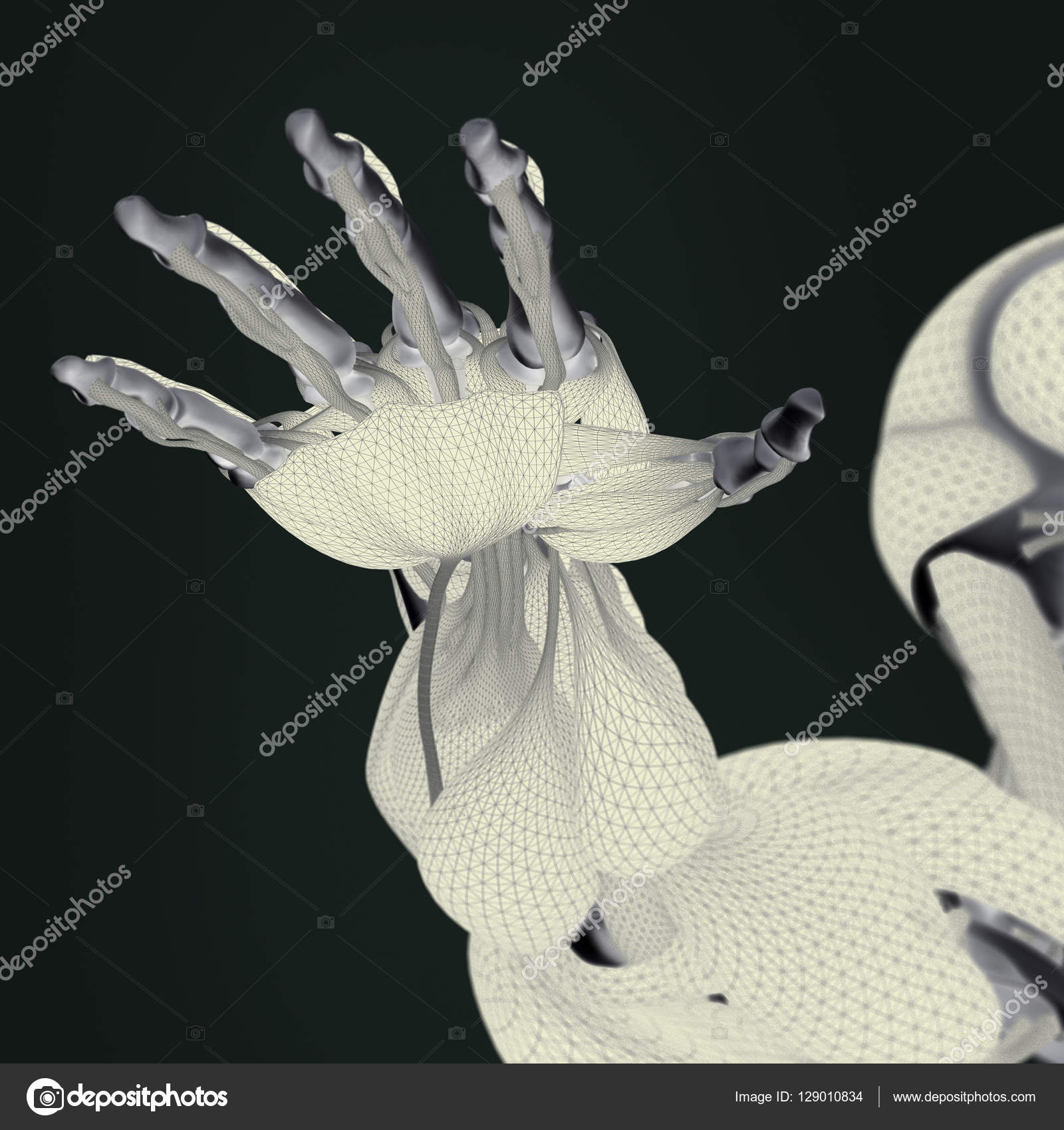 Human hand anatomy model Stock Photo by ©AnatomyInsider 129010834