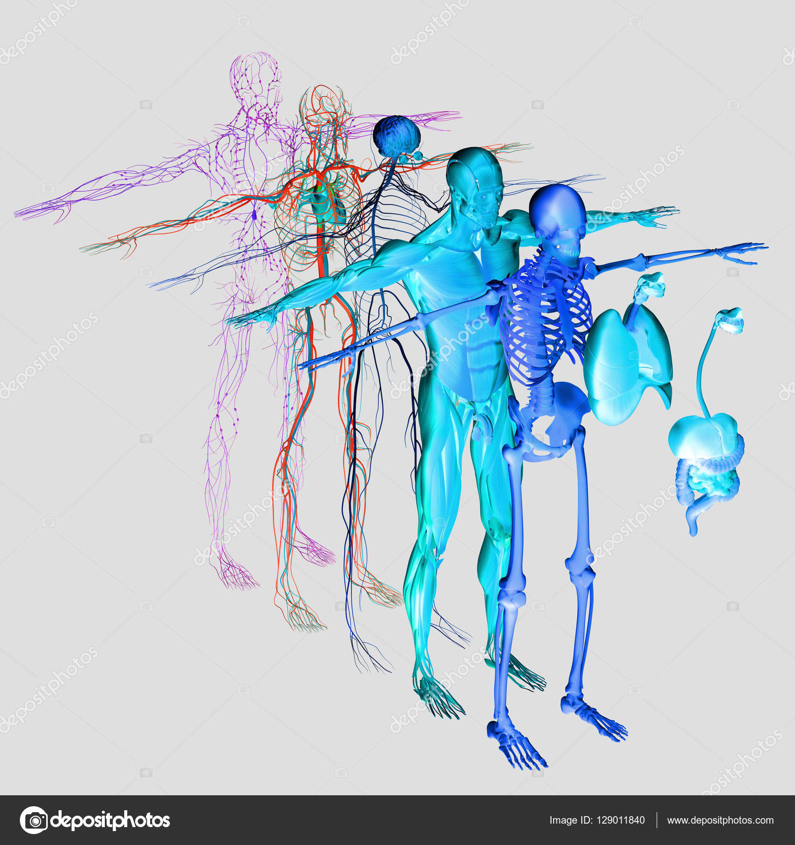 Human anatomy exploded view Stock Photo by ©AnatomyInsider 129011840