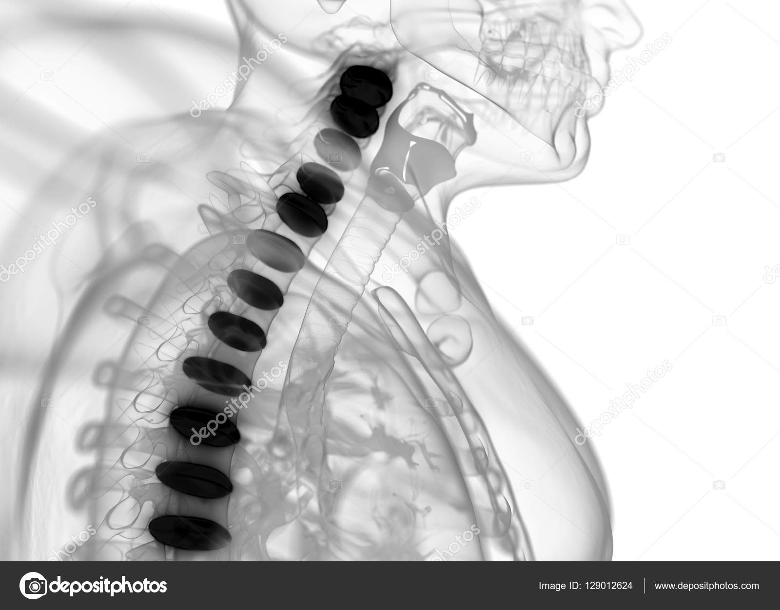 Human spine discs anatomy model Stock Photo by ©AnatomyInsider 129012624